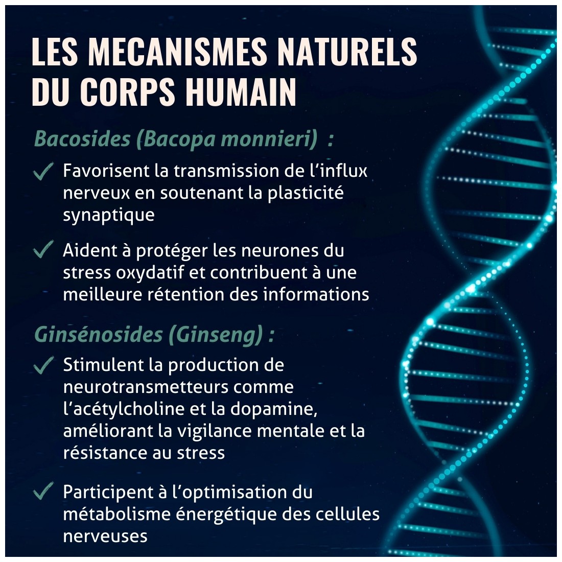 Phyto Cérébril® | Blanche Bresson